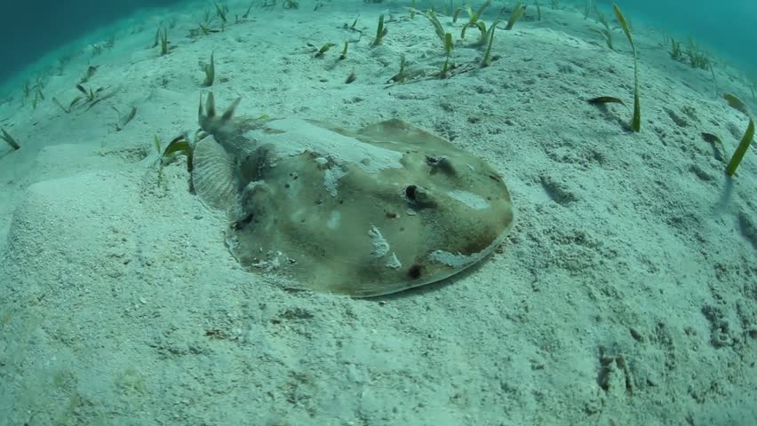 Electric Ray - Narcine bancroftii image - Free stock photo - Public ...