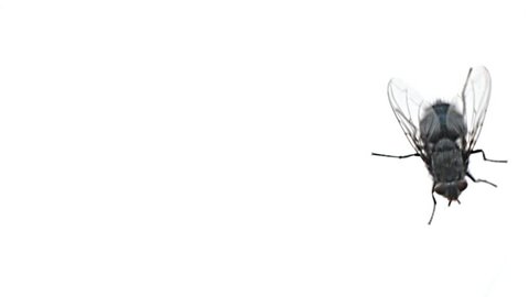 Fly Isolated On White Stock Photo 591449915 | Shutterstock