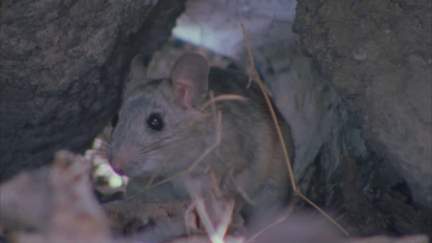 mother pack rat foot stomping Stock Footage Video (100% Royalty-free ...