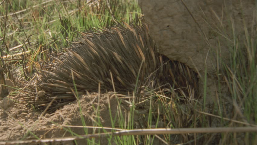 Echidna Digging at Base of Stock Footage Video (100% Royalty-free ...