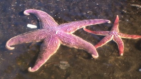 Two Seastars Stock Footage Video (100% Royalty-free) 574033 | Shutterstock
