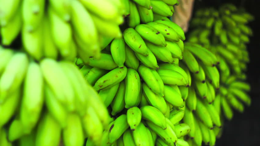 Several Bundles of Green Bananas Stock Footage Video (100% Royalty-free ...