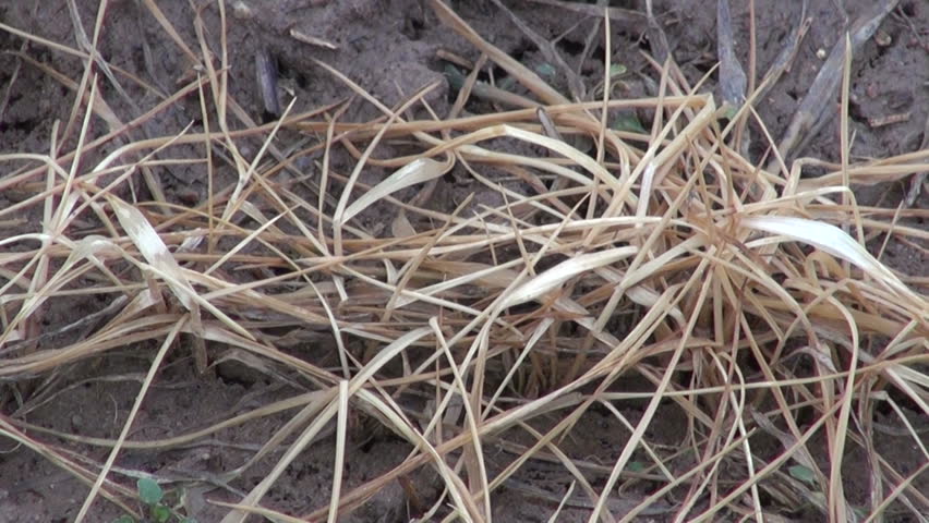 dead agriculture crop sprouts on farm Stock Footage Video (100% Royalty ...