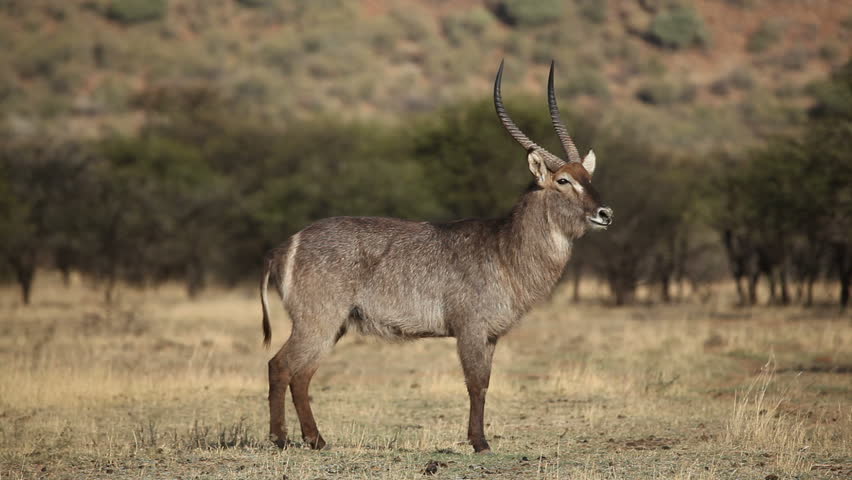 Waterbuck Bull (kobus Ellipsiprymnus) Standing Stock Footage Video (100 ...