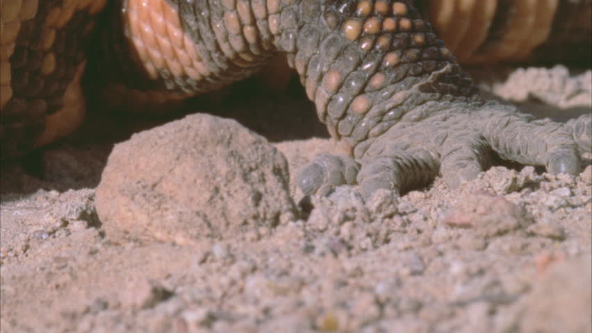 gila monster claw feet earth Stock Footage Video (100% Royalty-free ...