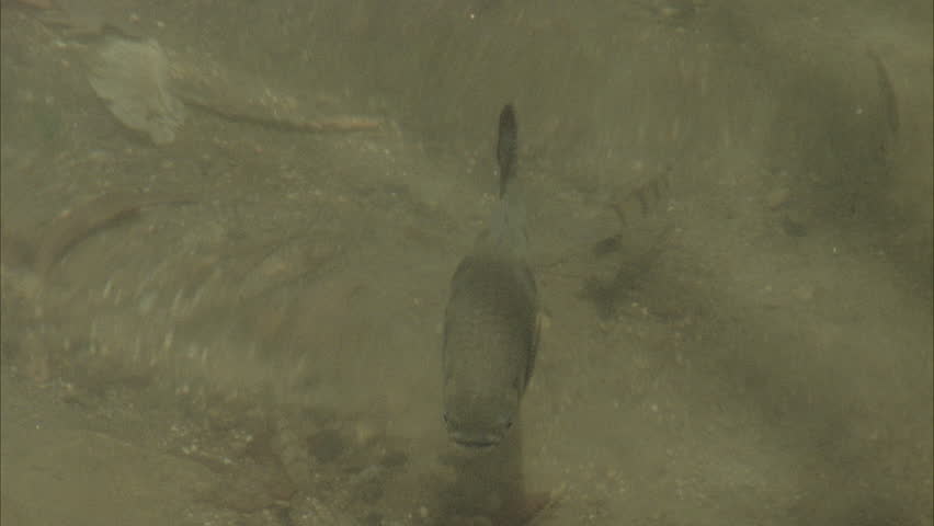 Archer Fish Swimming Towards Camera Stock Footage Video (100% Royalty ...