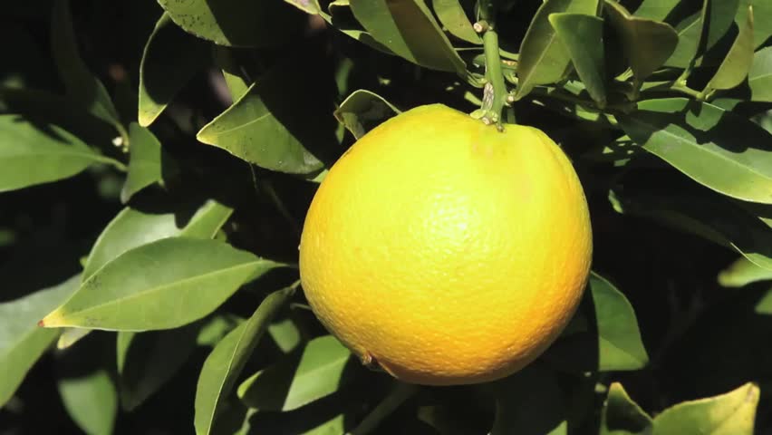 Single Lemon On a Tree Stock Footage Video (100% Royalty-free) 575986 ...