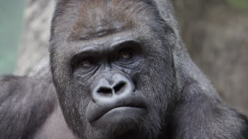 61 Human like ape expressions Stock Video Footage - 4K and HD Video ...