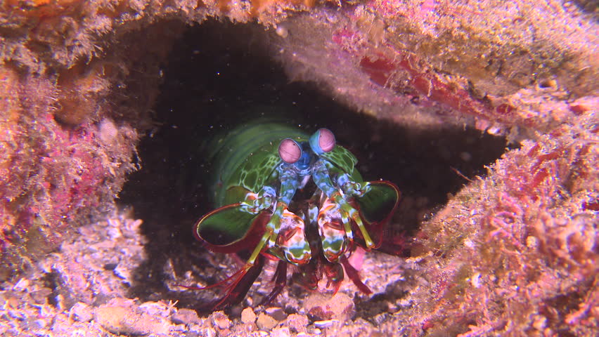 close peacock mantis shrimp rock cave Stock Footage Video (100% Royalty ...