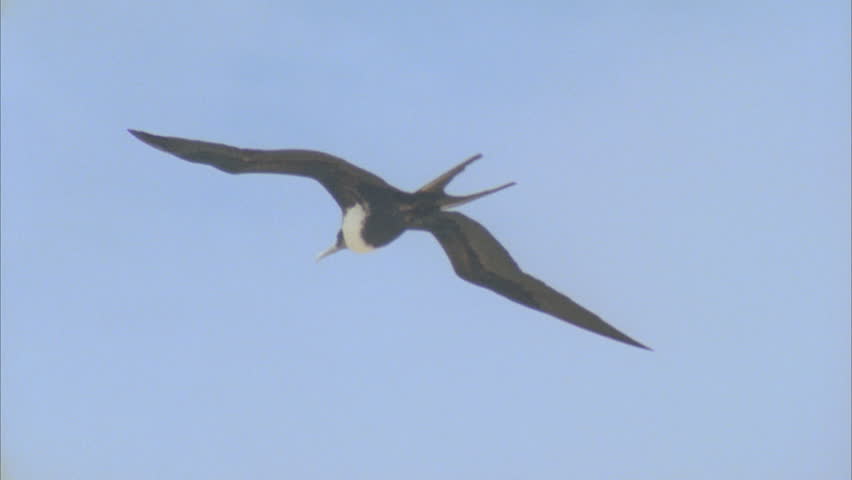 single bird flying against blue sky Stock Footage Video (100% Royalty ...
