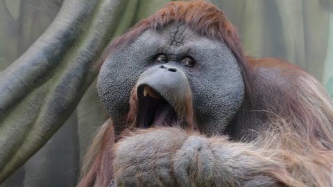 61 Human like ape expressions Stock Video Footage - 4K and HD Video ...