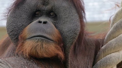 Skin Bag On Chest Orangutan Male Stock Footage Video (100% Royalty-free ...