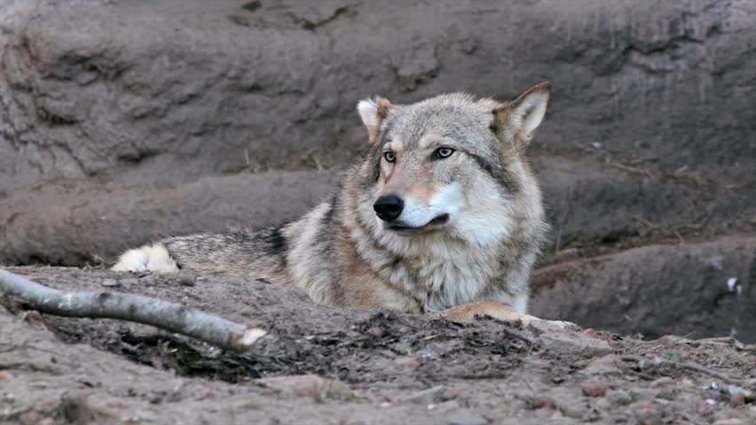 A Cute Calm Wolf Female Arkivvideomateriale (100 % royaltyfritt ...