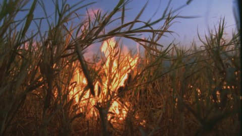 Fire Burning Through Green Grass Stock Footage Video (100% Royalty-free ...
