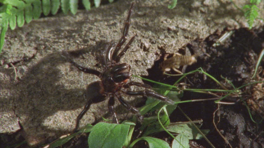 spider attack position catches unsuspecting cricket Stock Footage Video ...