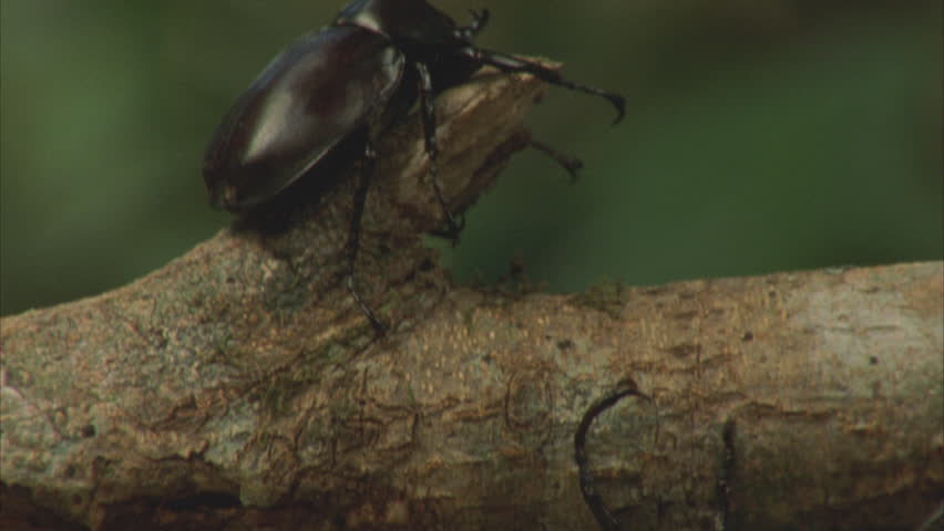 Male Rhino Beetle Walking On Stock Footage Video (100% Royalty-free ...