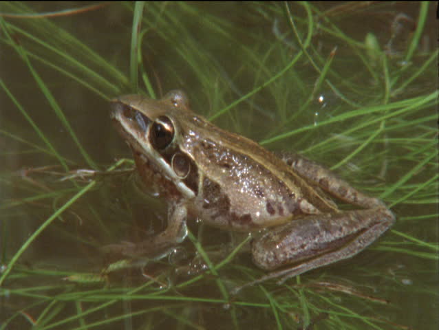 frog water Stock Footage Video (100% Royalty-free) 5786369 | Shutterstock