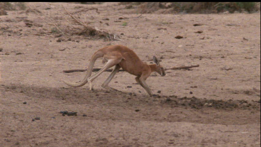 kangaroo walking slowly Stock Footage Video (100% Royalty-free) 5788892 ...