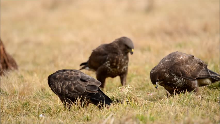 Common Buzzard Eat Carcass in Stock Footage Video (100% Royalty-free ...
