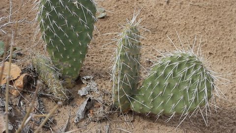 View Desert Cactus Bush Blowing Wind Stock Footage Video (100% Royalty ...