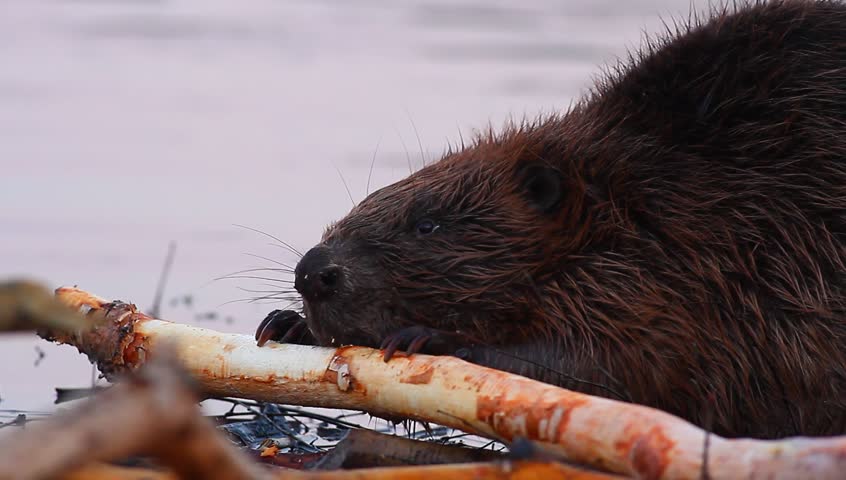 Shot of a Wild Beaver Stock Footage Video (100% Royalty-free) 5802806 ...