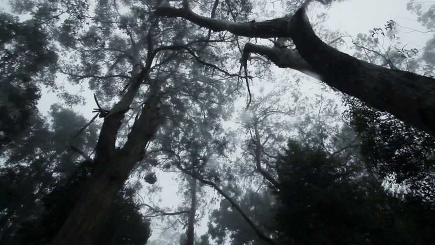 long camera track through dark forest Stock Footage Video (100% Royalty ...