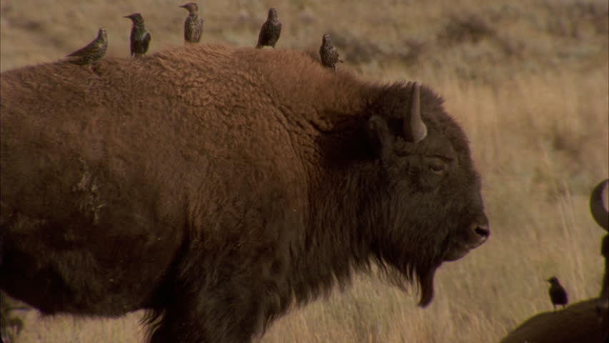 buffalo birds on back fly off Stock Footage Video (100% Royalty-free ...
