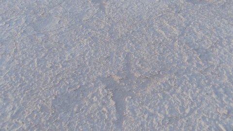 Ostrich Tracks Dry Clay Stock Footage Video (100% Royalty-free) 5813150 ...