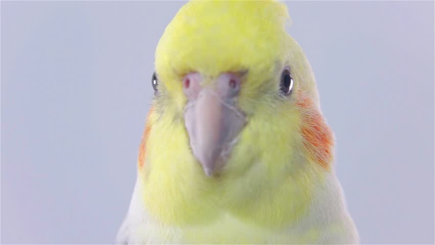 Bird Close up Scratching and Stock Footage Video (100% Royalty-free ...