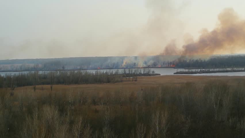 fire forest skyline flames trees burn Stock Footage Video (100% Royalty ...