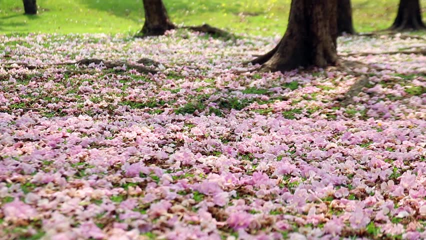Pink Flower Fall On the Stock Footage Video (100% Royalty-free) 5827802 ...