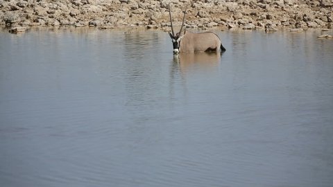 Front View Oryx Drinking Water Springboks Stock Footage Video (100% ...
