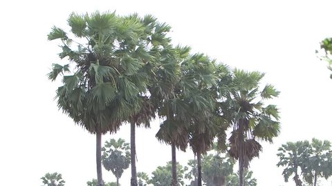 3d rendering loop tree animation wire Stock Footage Video (100% Royalty ...