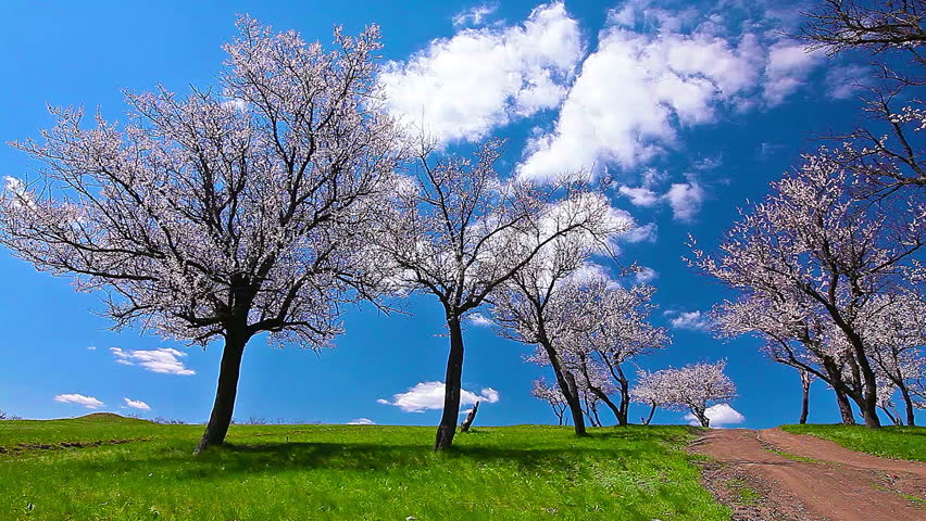 Spring Landscape. Timelapse. 4k. Full Stock Footage Video (100% Royalty ...