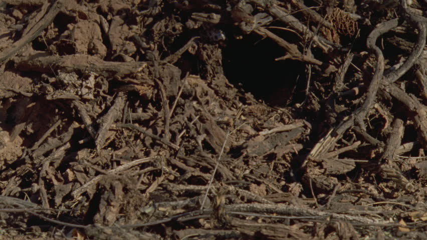 Arizona Native Mouse Scurrying On Stock Footage Video (100% Royalty ...