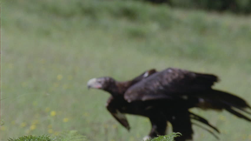 wedge-tailed eagle taking off ground Stock Footage Video (100% Royalty ...