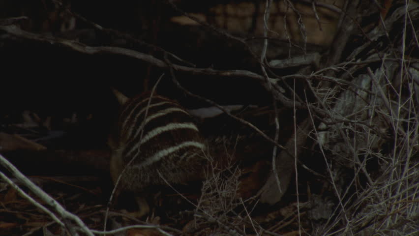 Numbat or Banded Anteater Hiding Stock Footage Video (100% Royalty-free ...