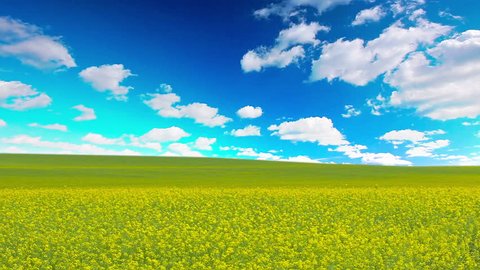 Field Yellow Dandelions Blue Sky Stock Photo (Edit Now) 557866879