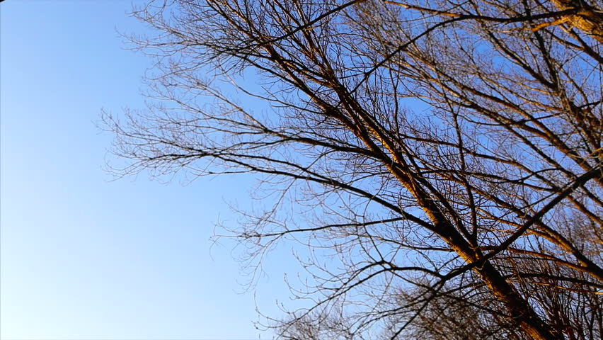 Branches of Barefoot Trees Waving Stock Footage Video (100% Royalty ...
