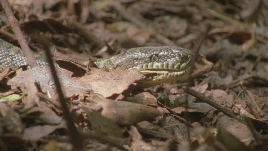 Carpet Python Crawling On Ground Stock Footage Video (100% Royalty-free ...