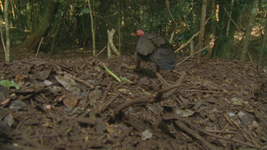 male turkey scratching leaves off mound Stock Footage Video (100% ...