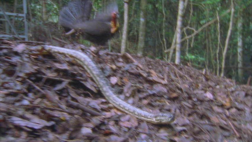 male turkey scratching leaves off mound Stock Footage Video (100% ...