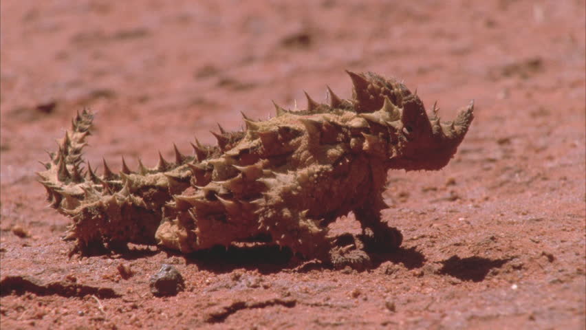 Thorny Devil Lizard On Sand Stock Footage Video (100% Royalty-free ...