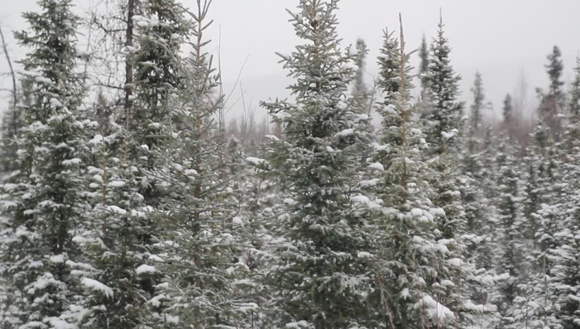 Alaska Trees Snowfall. Trees Collecting Stock Footage Video (100% ...