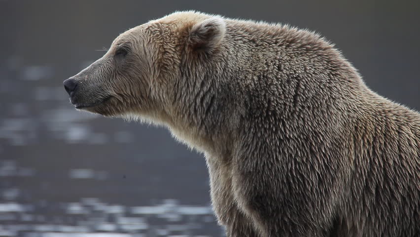 bear Stock Footage Video (100% Royalty-free) 589369 | Shutterstock