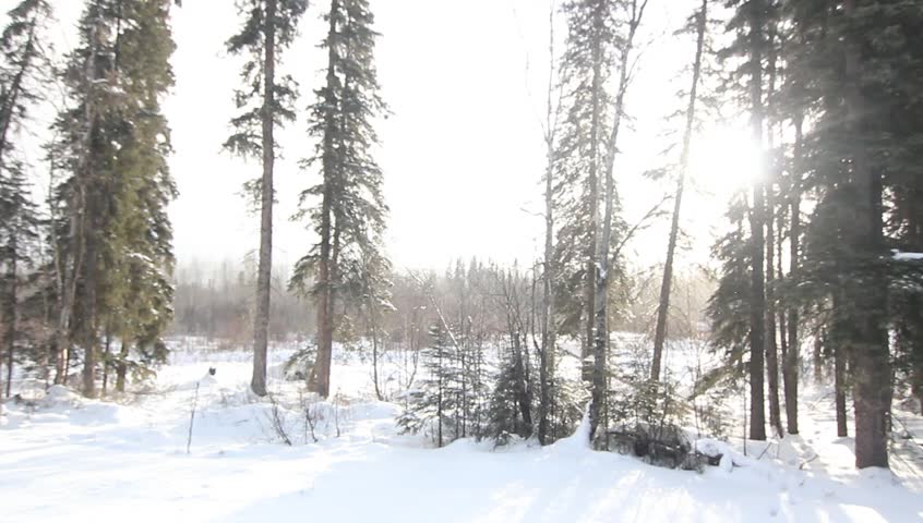 alaska snowfall trees covered snow after Stock Footage Video (100% ...