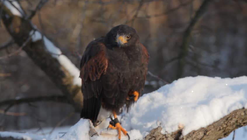 harris hawk sitting on snowy branch Stock Footage Video (100% Royalty ...