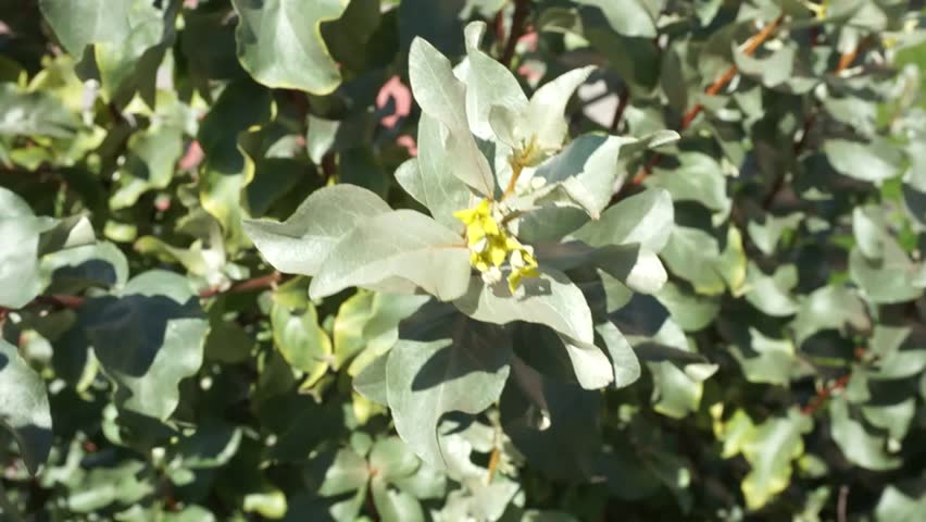 elaeagnus caspica sosn grossh goumi bush Stock Footage Video (100% ...