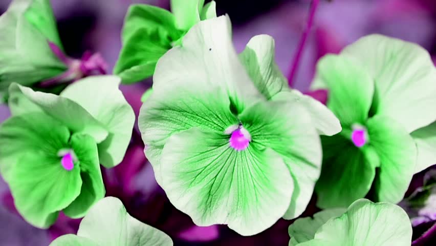Green Pansy Garden Stock Footage Video (100% Royalty-free) 5940005 ...