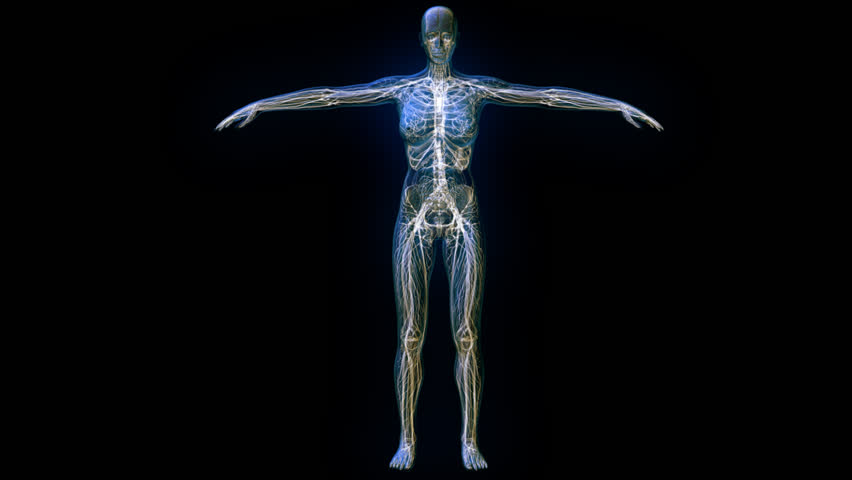 woman x-ray scan transparent background Stock Footage Video (100% ...